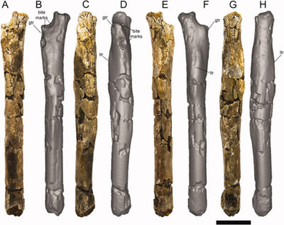 Australian Pterosaur Fossils Reveal Predatio