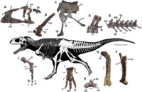 Meraxes gigas – New Giant Carcharodontosaurid from Argentina