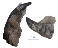 The Eotyrannus Monograph New Data on Eotyrannus