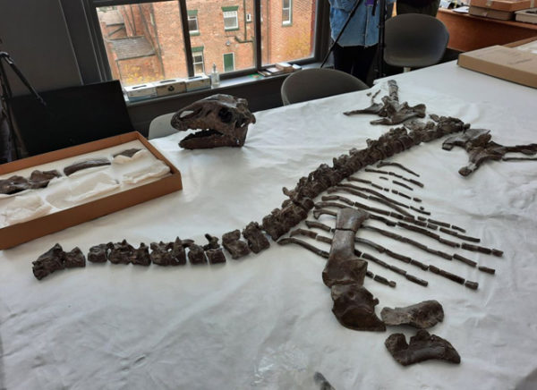 Everything Dinosaur Blog - Dinosaur Models