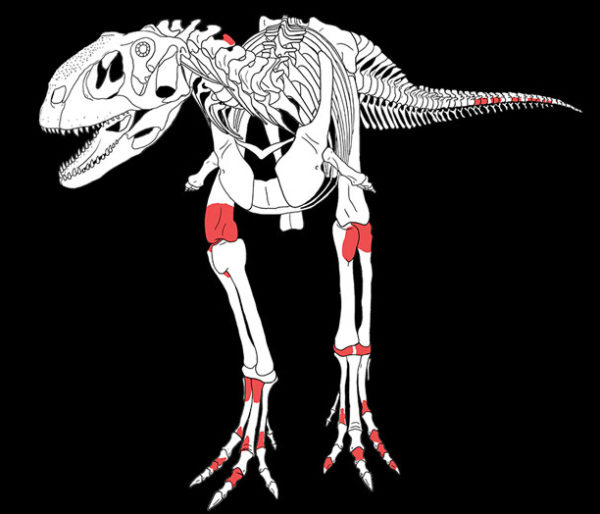 A New Abelisaurid from Argentina