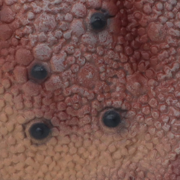 Triceratops horridus Model Reviewed