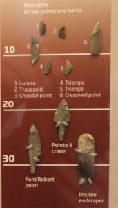 Before Stone Age Tools Australopithecus afarensis