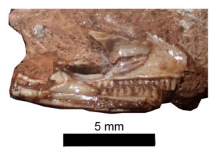 Modern Lizards in the Triassic