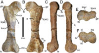 Dwarf Nodosaurid Patagopelta from Argentina
