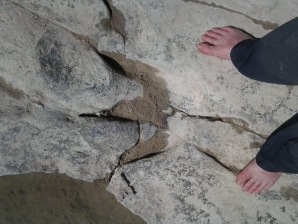 Tracing Dinosaur Footsteps - New Research Project Announced