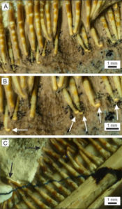 A New Pterosaur Species is Described