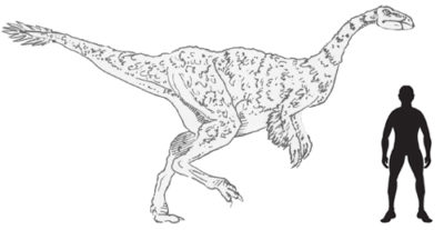 Gallimimus Scale Drawing
