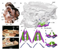Pinacosaurus Larynx Provides Dinosaur Vocalisation