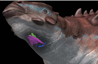 Pinacosaurus Larynx Provides Dinosaur Vocalisation