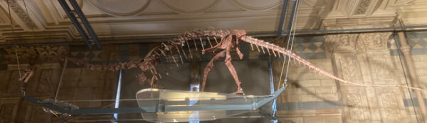 Smallest Sauropodomorph from the Jurassic