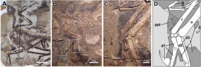 Propatagium Identified in Maniraptoran Dinosaurs