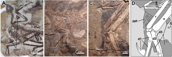 Propatagium Identified in Maniraptoran Dinosaurs