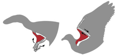 Propatagium Identified in Maniraptoran Dinosaurs