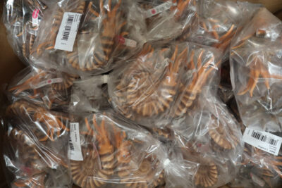 The Rare Bullyland Ammonite Model is in Stock