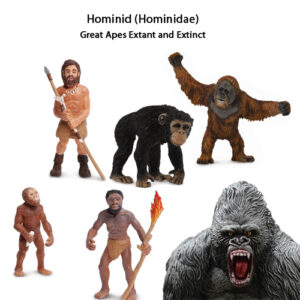 Hominid or Hominin? Defining and Explaining the Terms