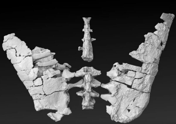 June 16, 2023 | Everything Dinosaur Blog