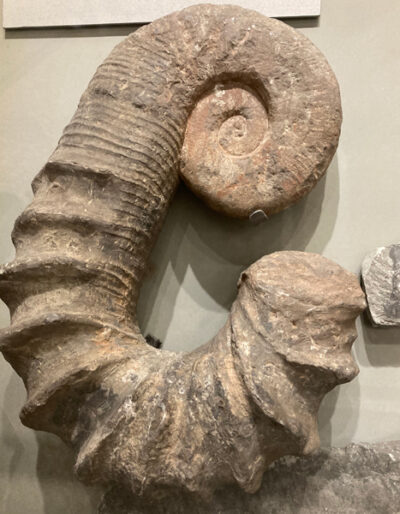 A Stunning Heteromorph Ammonite Fossil on Display