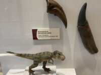 Best Prehistoric Animal Models - Which Ones to Choose?