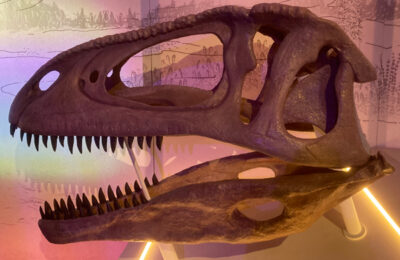 A Mapusaurus Fossil Skull Replica on Display