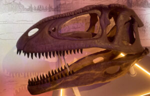 A Mapusaurus Fossil Skull Replica on Display