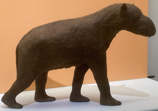 Diprotodon Fossils on Display at the Natural History Museum