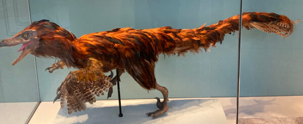 Encountering a Life-size Velociraptor Replica