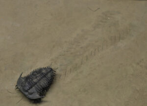 A Trilobite Track Reconstructed for a Museum Display