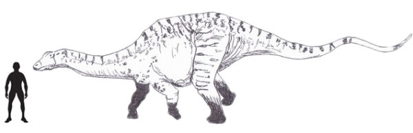 Tharosaurus indicus the First Dicraeosaurid from India
