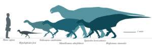 Vectidromeus insularis - A New Isle of Wight Dinosaur
