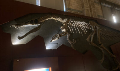 London Natural History Museum Baryonyx Exhibit Visited