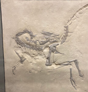 Compsognathus Fossil Cast on Display in Manchester