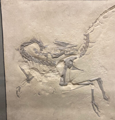 Compsognathus Fossil Cast on Display in Manchester