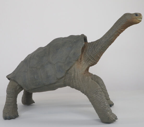 Pinta Island Tortoise "Lonesome George" Remembered
