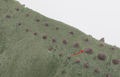 CollectA Deluxe Dinosaur Models New for 2024