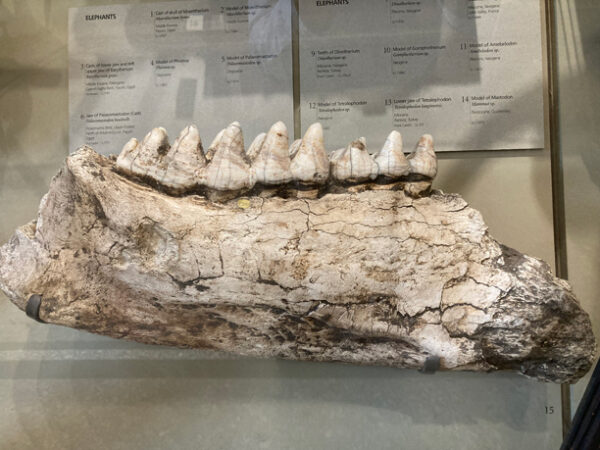 American Mastodon Fossil Spotted in a Museum