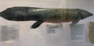 Neoceratodus forsteri - The Australian lungfish