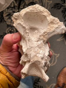 Minqaria bata a Newly Described Moroccan Dinosaur