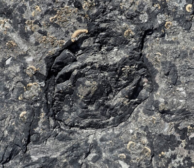 Devonian Fossil Forest Identified in Minehead Cliffs