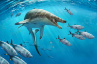 Khinjaria acuta - A Bizarre Moroccan Mosasaur