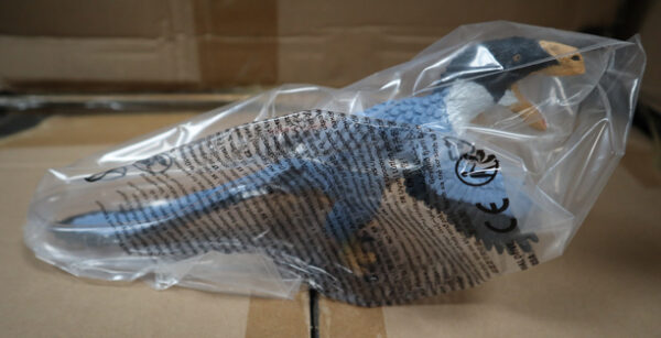 Dinosaur and Prehistoric Animal Drawings