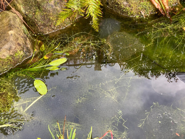 A Lot of Frogspawn has been Observed in the Office Pond