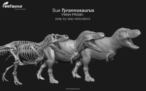 The Eofauna T. rex Model will be in Stock Soon