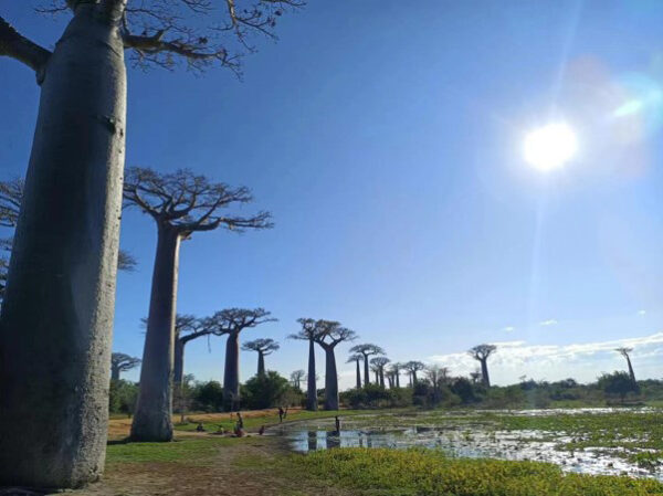 Baobab Tree Origin and Dispersal Explained in New Paper