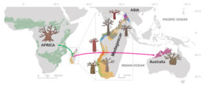 Baobab Tree Origin and Dispersal Explained in New Paper