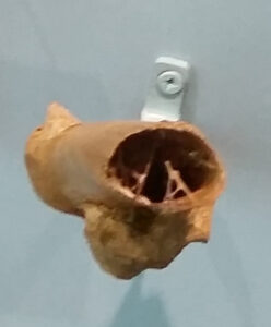 Pterosaur Bone and Adaptations for Powered Flight