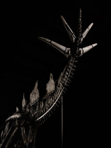 Stegosaurus Fossil Skeleton Sales for a World Record Fee
