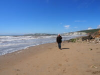 Comptonatus chasei - A New Dinosaur from the Isle of Wight