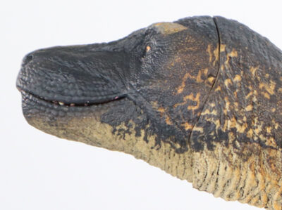 Eofauna Tyrannosaurus rex Dinosaur Model is Photographed