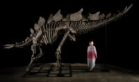 Stegosaurus Fossil Skeleton Sales for a World Record Fee